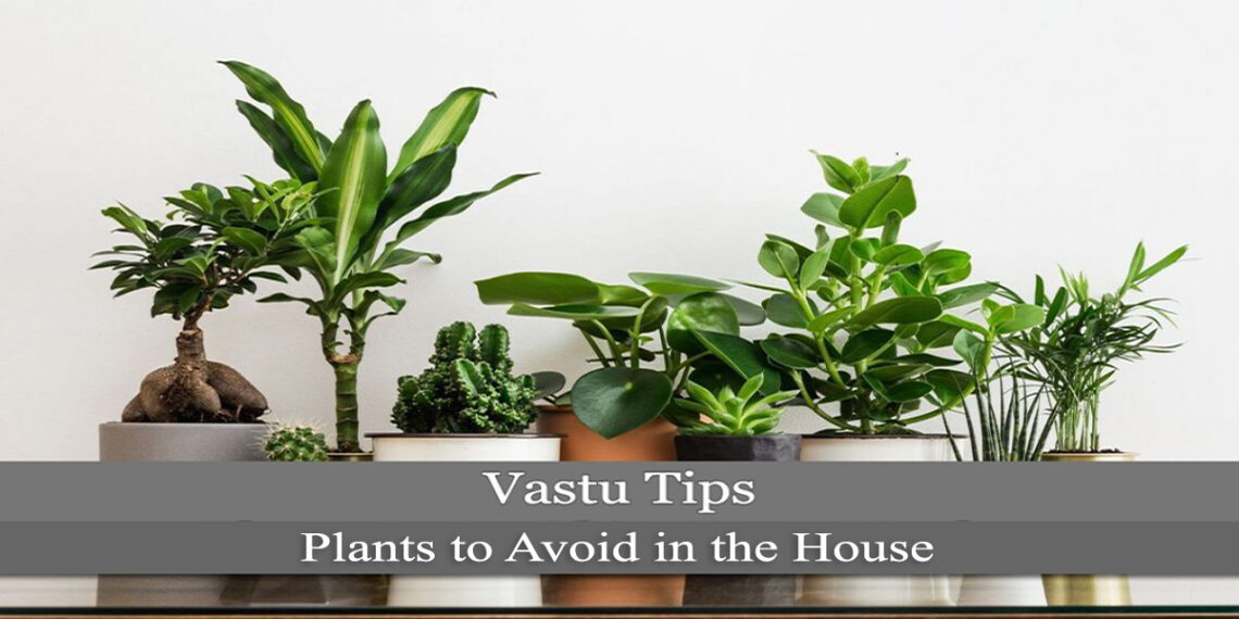 Vaastu and Plants - Never Keep this Plants Inside the House